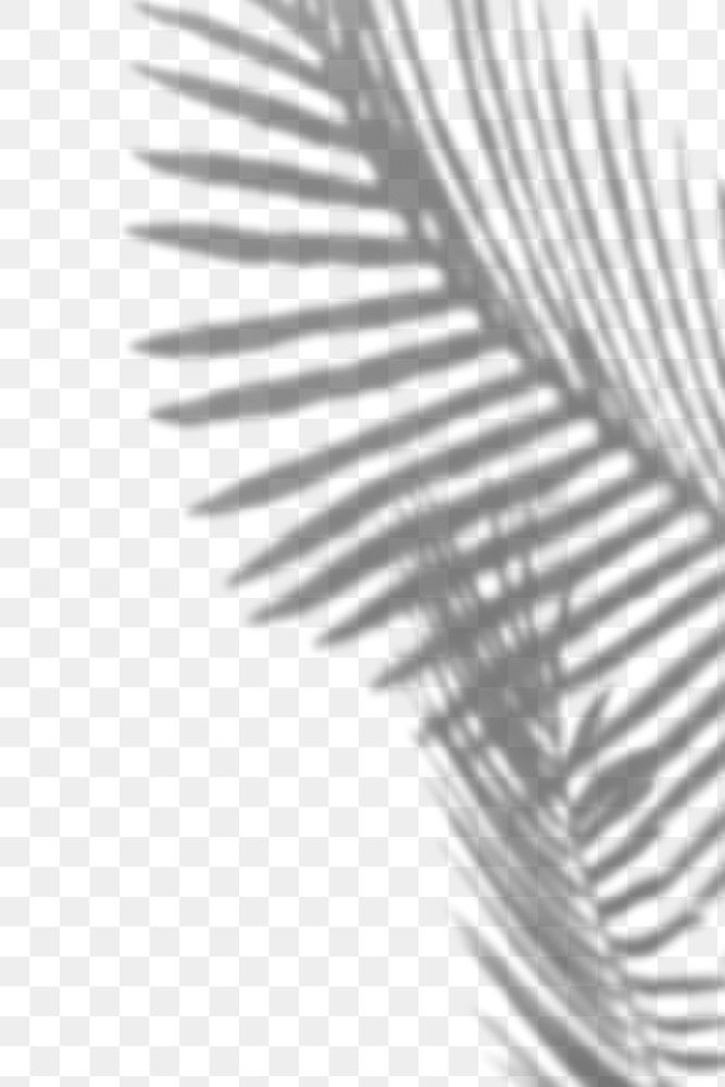 Shadow of palm leaves design | Premium PNG - rawpixel