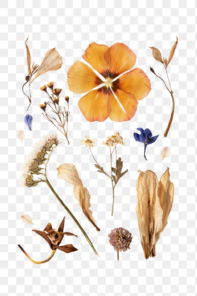 Dried flowers collection design element | Premium PNG - rawpixel Dried flowers collection design element | Premium PNG - rawpixel