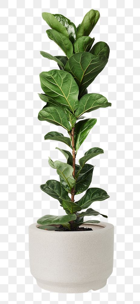 Fiddle leaf fig png mockup | Premium PNG Sticker - rawpixel