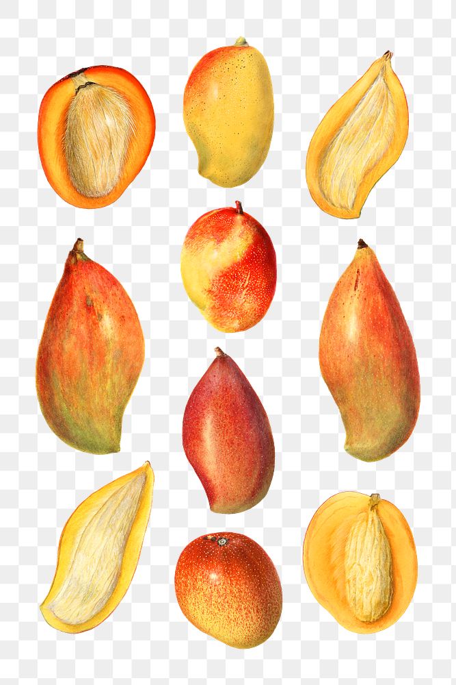 Hand drawn natural fresh mango | Premium PNG - rawpixel