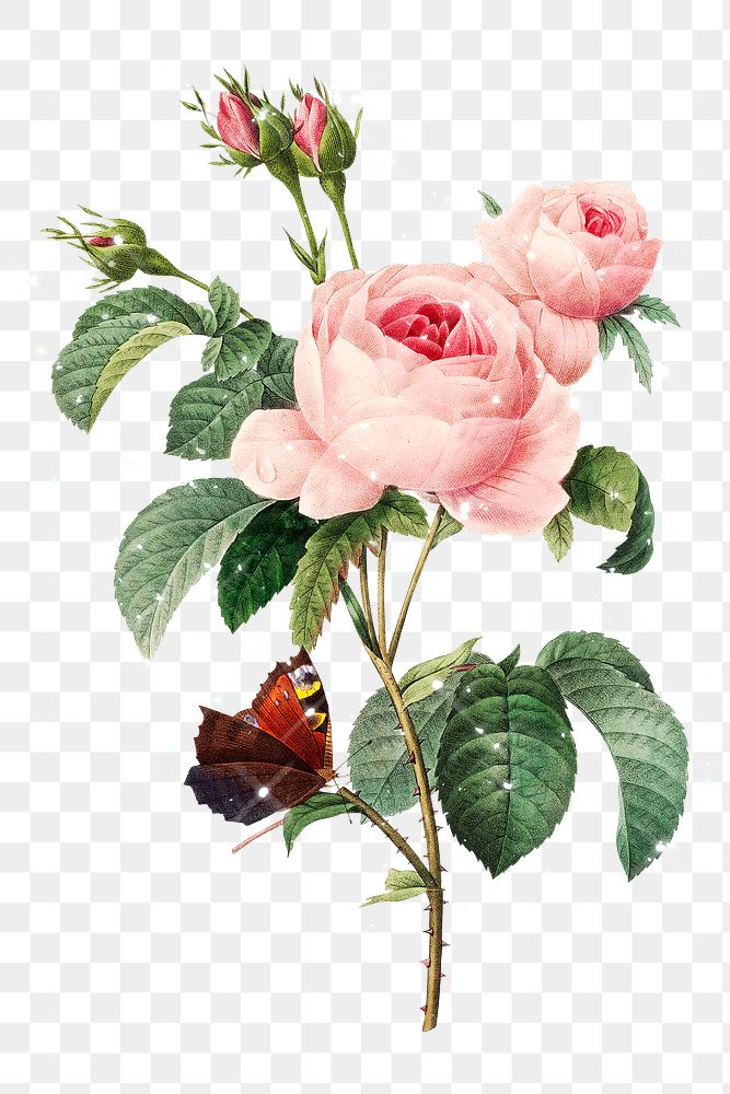 Hand drawn sparkling cabbage rose | Free PNG Sticker - rawpixel