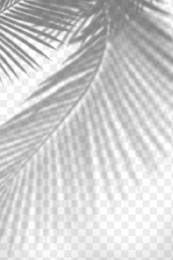 PNG palm tree shadow design | Premium PNG - rawpixel