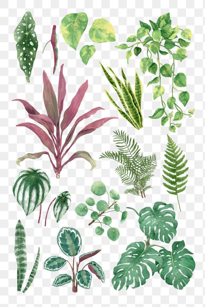 Botanical png watercolor plant set | Free PNG - rawpixel