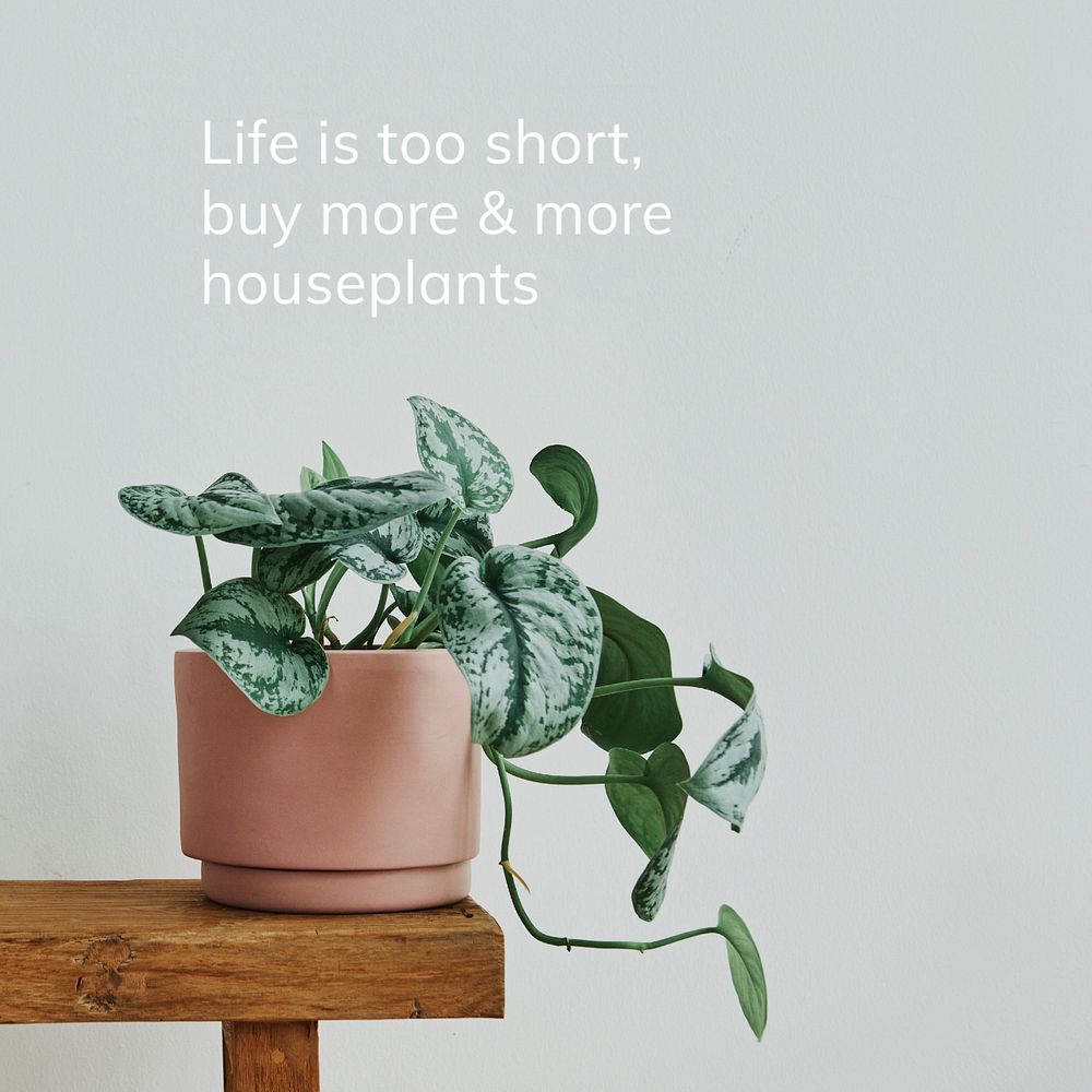 Pothos png Designs | Free Editable Templates, Logos, Mockups & Remix ...