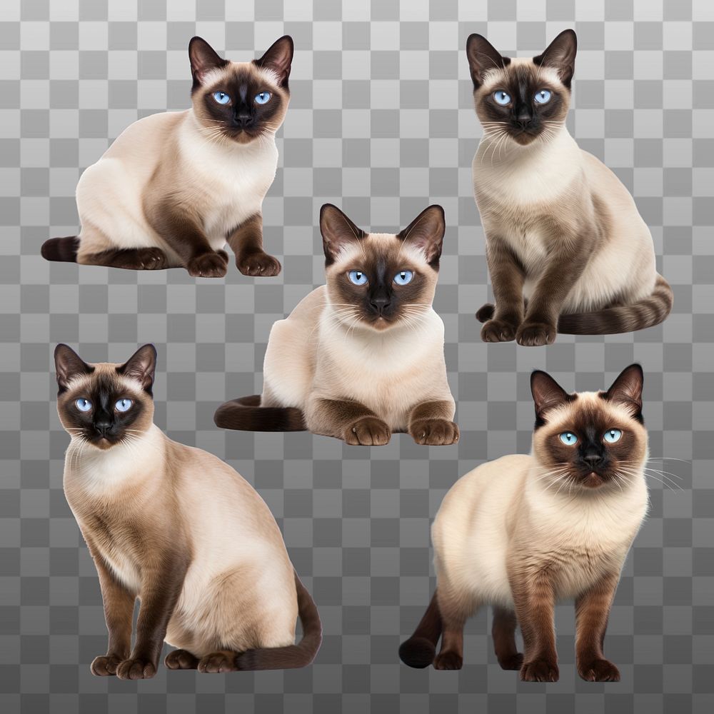 Siamese cat pet, editable design | Premium Editable Design - rawpixel