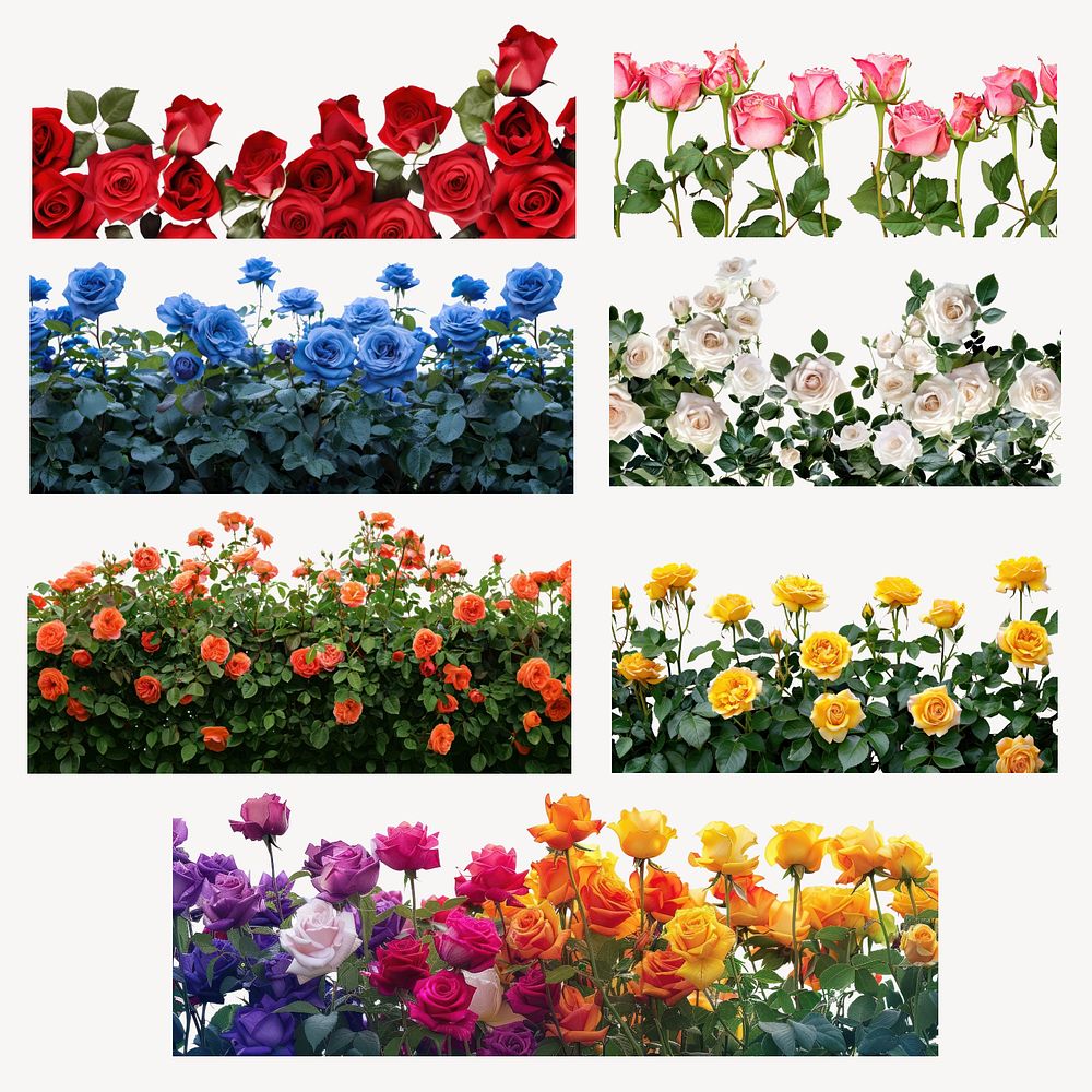 Real photo roses borders, editable | Premium Editable Design - rawpixel