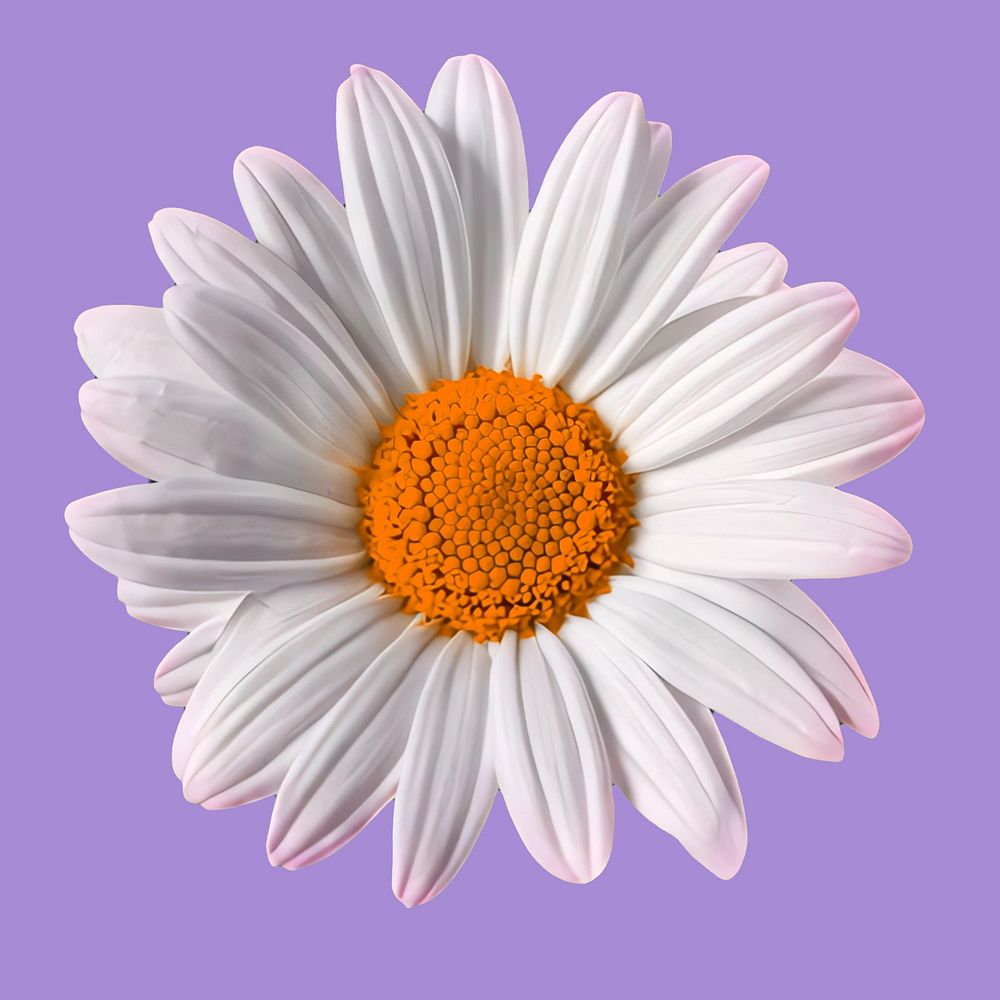 Vibrant daisy animation isolated asset | Free Transparent Video - rawpixel