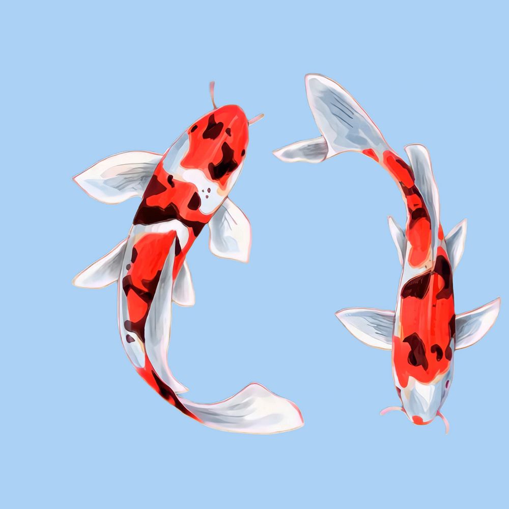Koi fish swimming animation isolated | Free Transparent Video - rawpixel