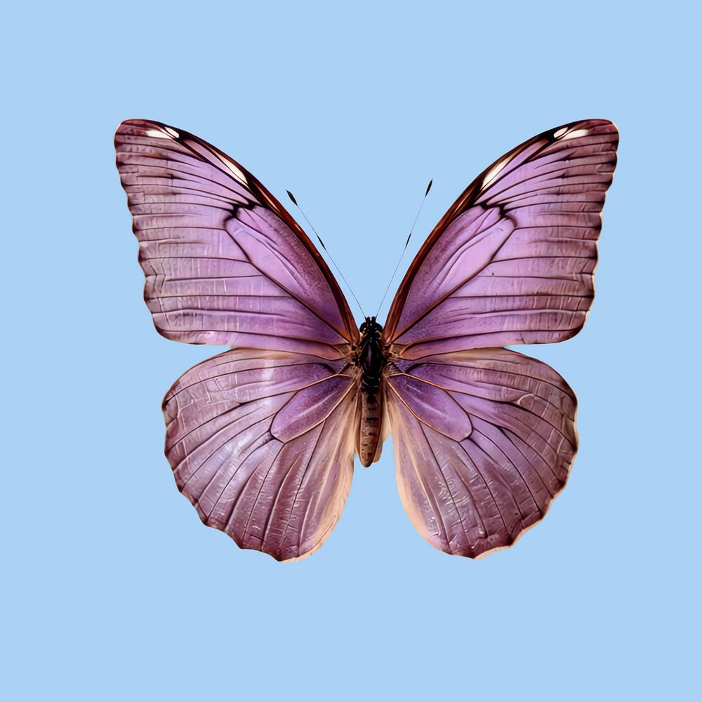 Purple butterfly animation isolated asset | Free Transparent Video ...