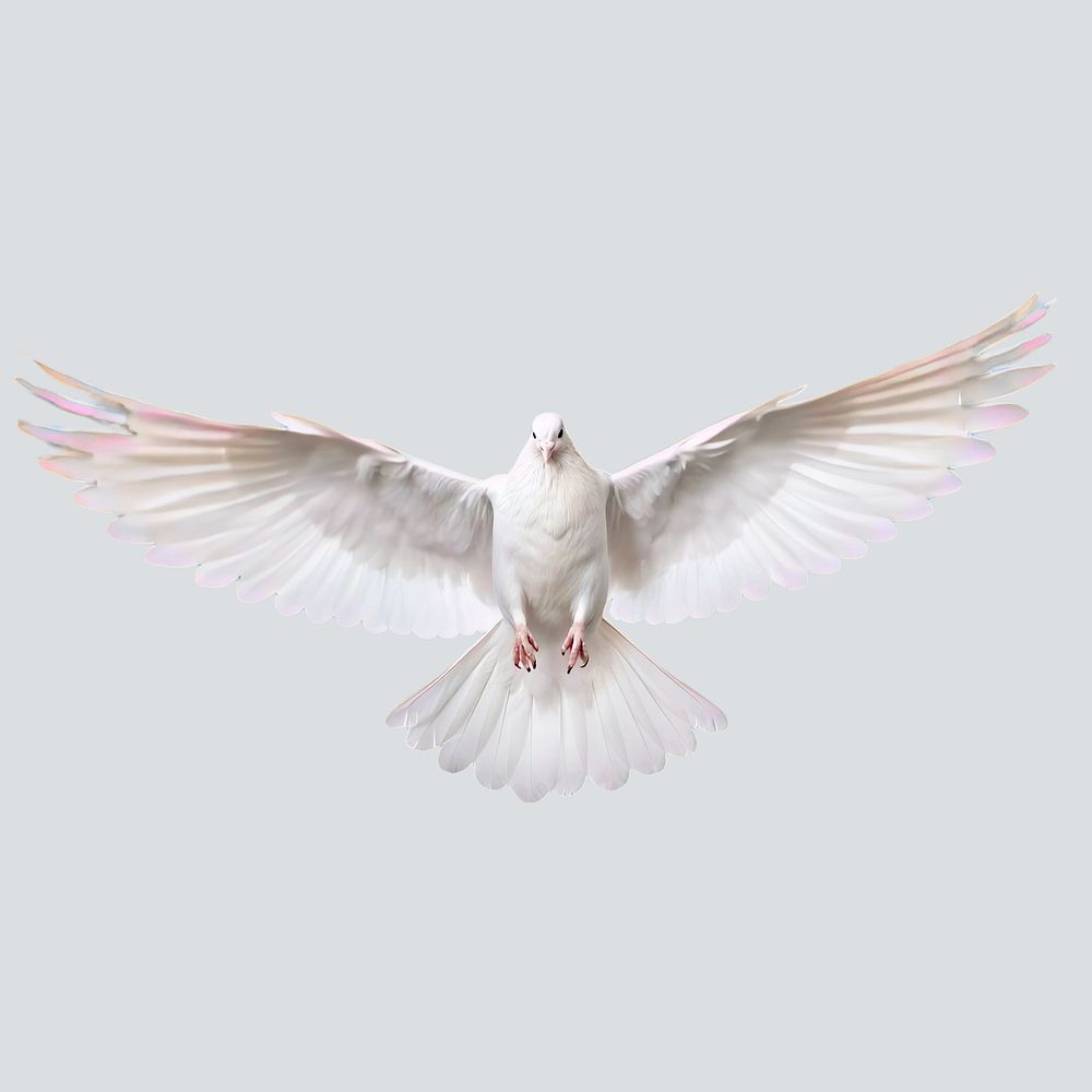 Dove 4K Stock Videos & GIFs | Download Free on rawpixel