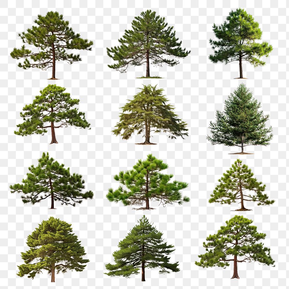 PNG pine tree element set, | Premium PNG - rawpixel