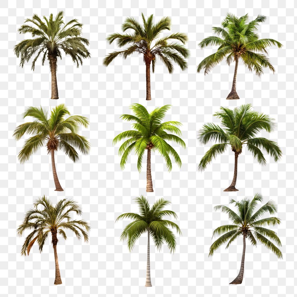 Palm tree png element set, | Premium PNG - rawpixel