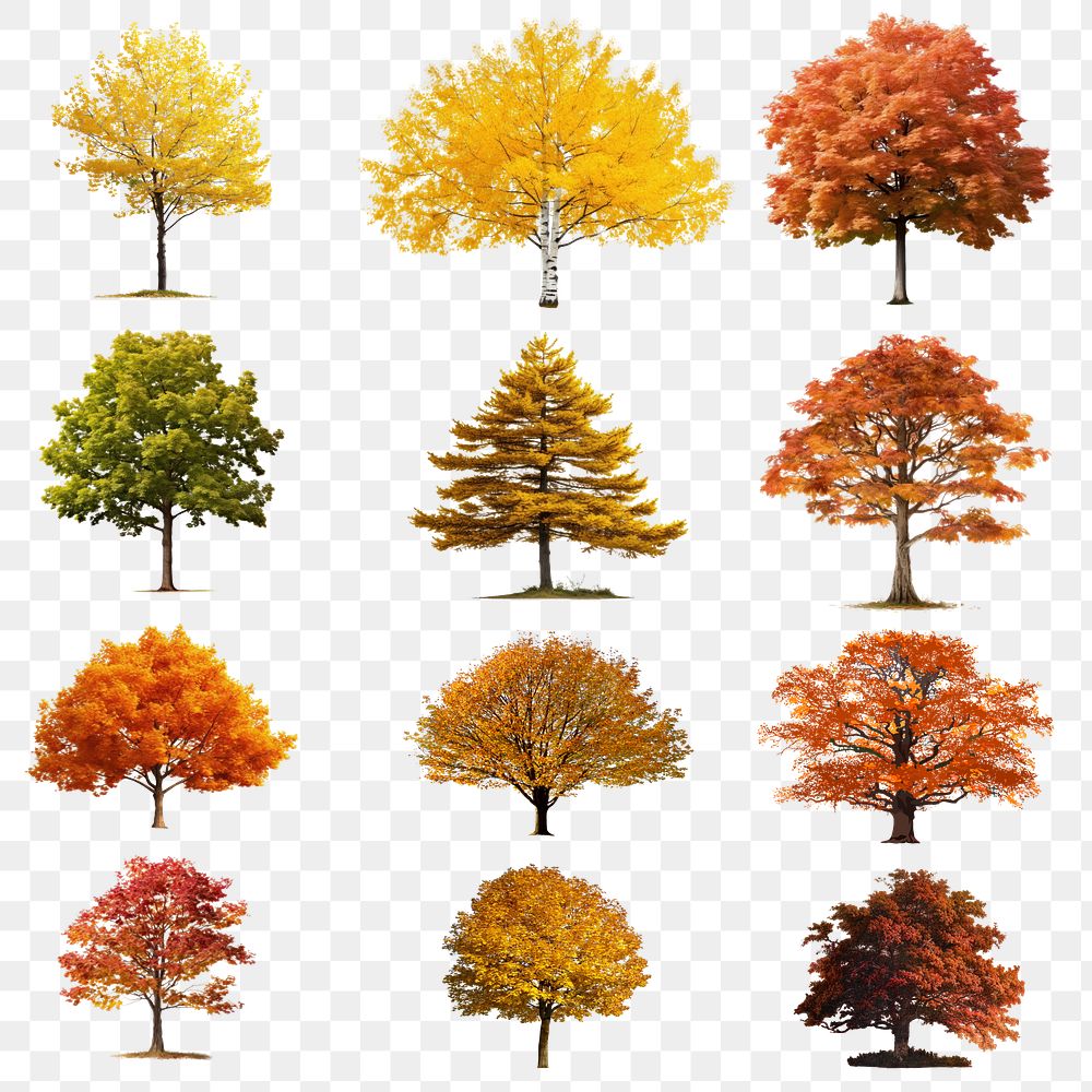 Autumn tree elements png cut | Free PNG - rawpixel