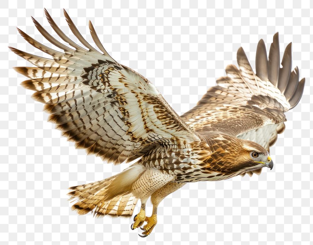 PNG Majestic hawk in flight | Free PNG - rawpixel