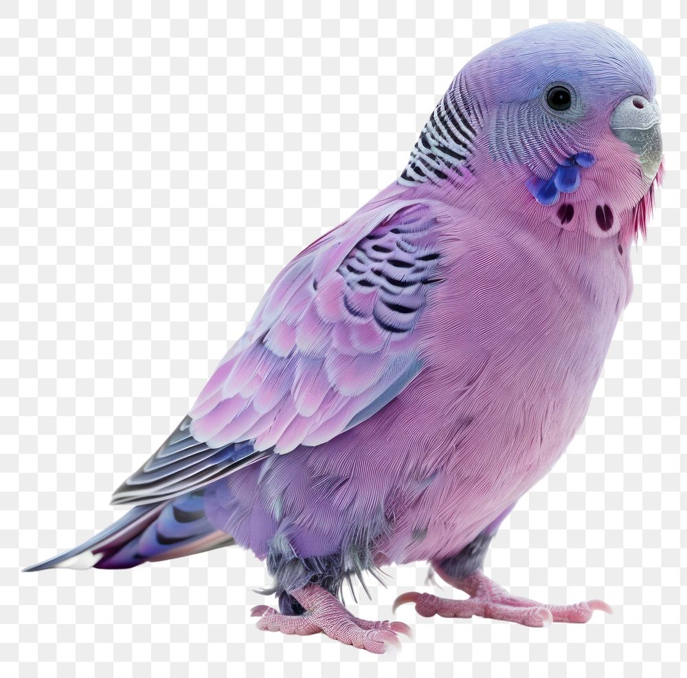 PNG Colorful parakeet white background | Free PNG - rawpixel