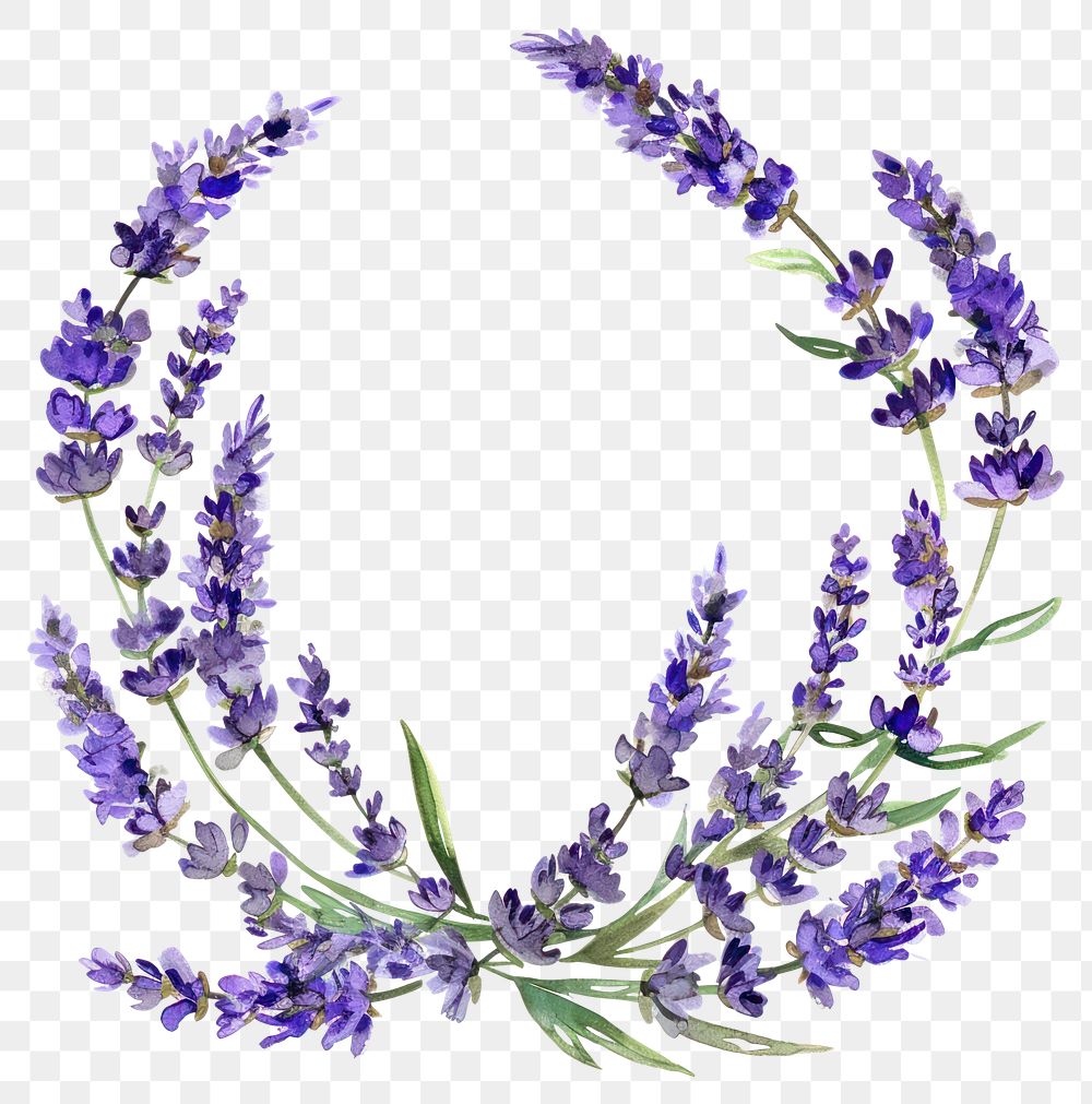 PNG Lavender frame blossom flower | Free PNG - rawpixel