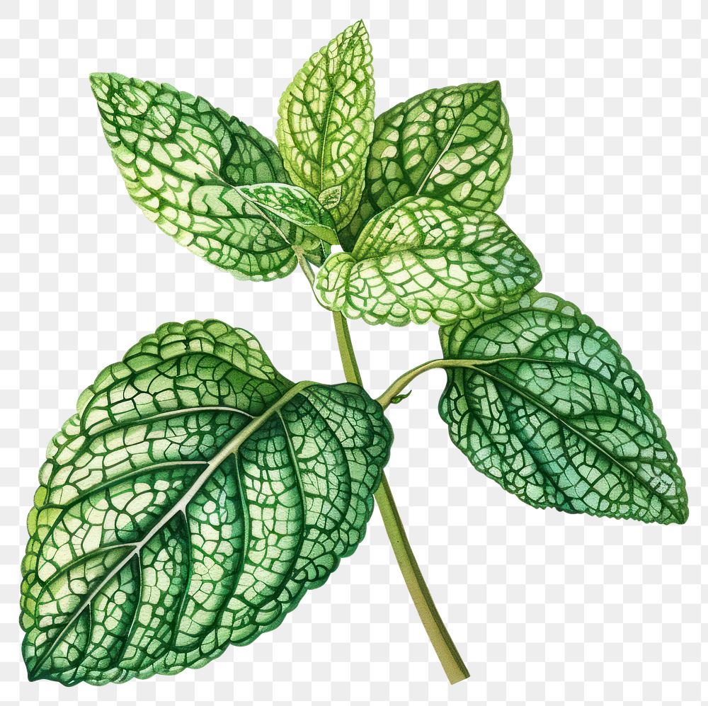 PNG Fittonia leaf herbal herbs | Premium PNG - rawpixel