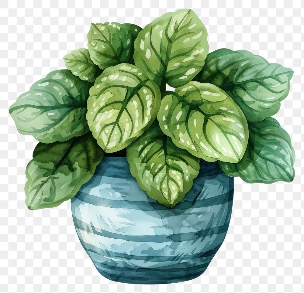 PNG Fittonia leaf pot vegetable | Free PNG - rawpixel