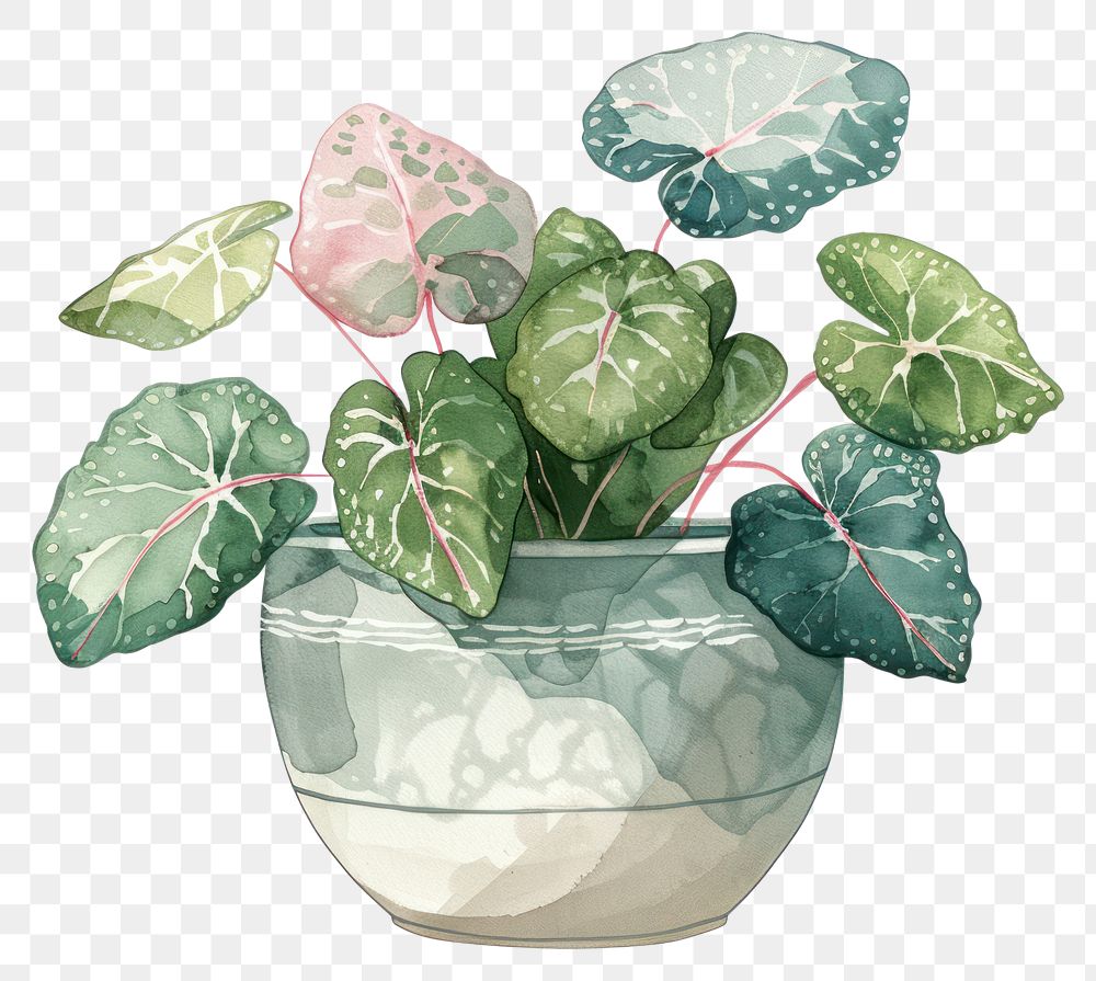 PNG Fittonia leaf pot planter | Free PNG - rawpixel