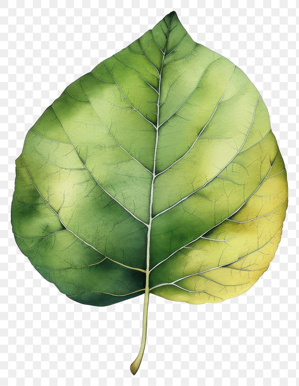 PNG Aspen leaf plant. | Free PNG - rawpixel