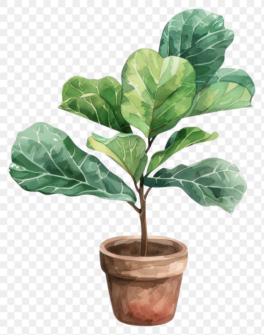 PNG Fiddle leaf fig vegetable | Free PNG - rawpixel