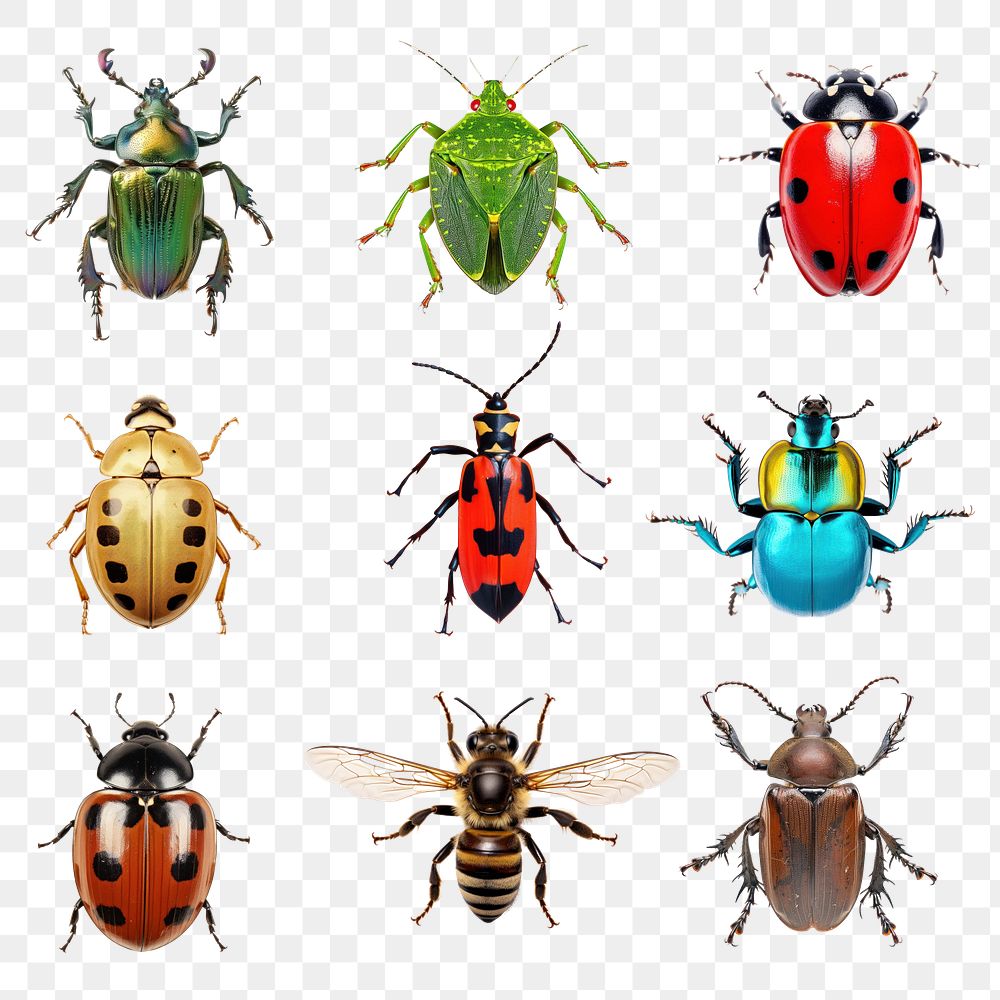 PNG insect set, transparent background | Premium PNG - rawpixel