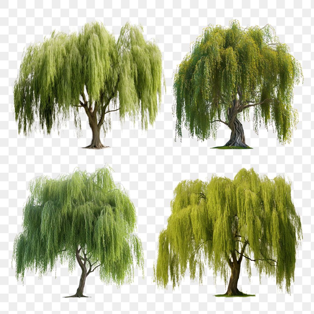 PNG willow tree set, transparent | Premium PNG - rawpixel