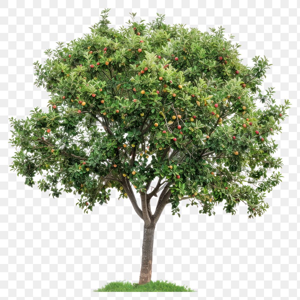 PNG Lush apple tree bearing | Free PNG - rawpixel