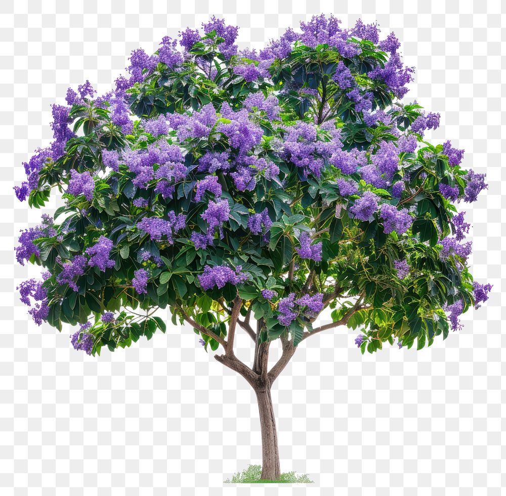 PNG Blooming jacaranda tree isolated | Free PNG - rawpixel