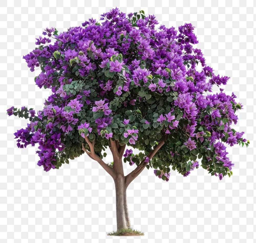 PNG Vibrant purple flowering tree | Free PNG - rawpixel