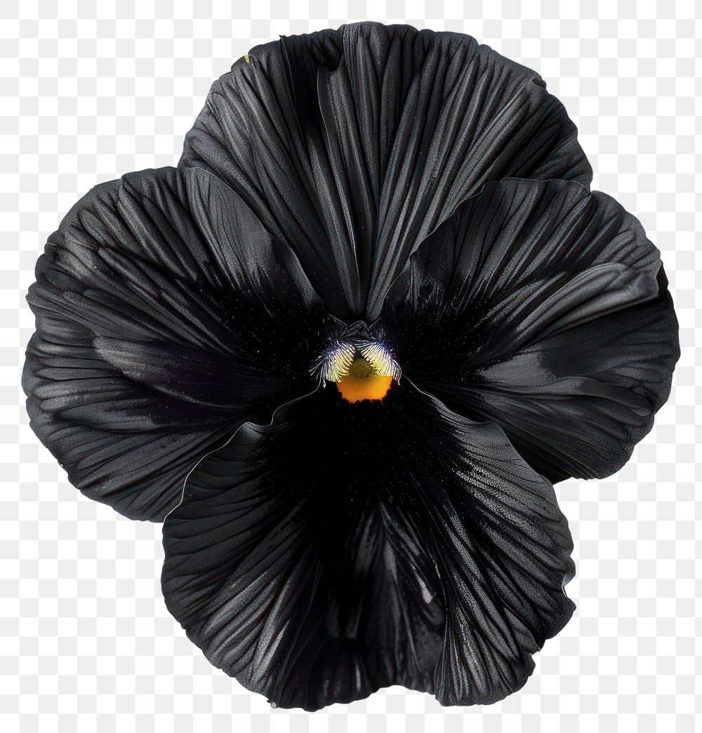 PNG Elegant black flower beauty | Free PNG - rawpixel