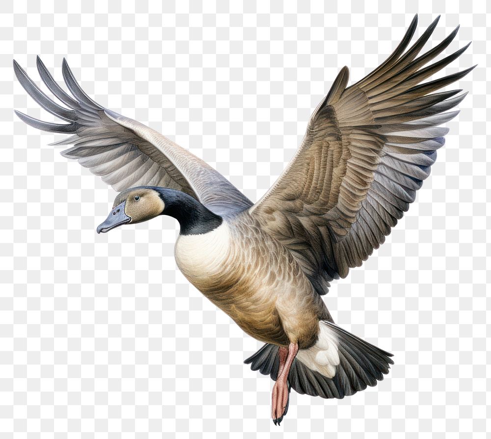 PNG Flying Goose goose bird | Free PNG - rawpixel