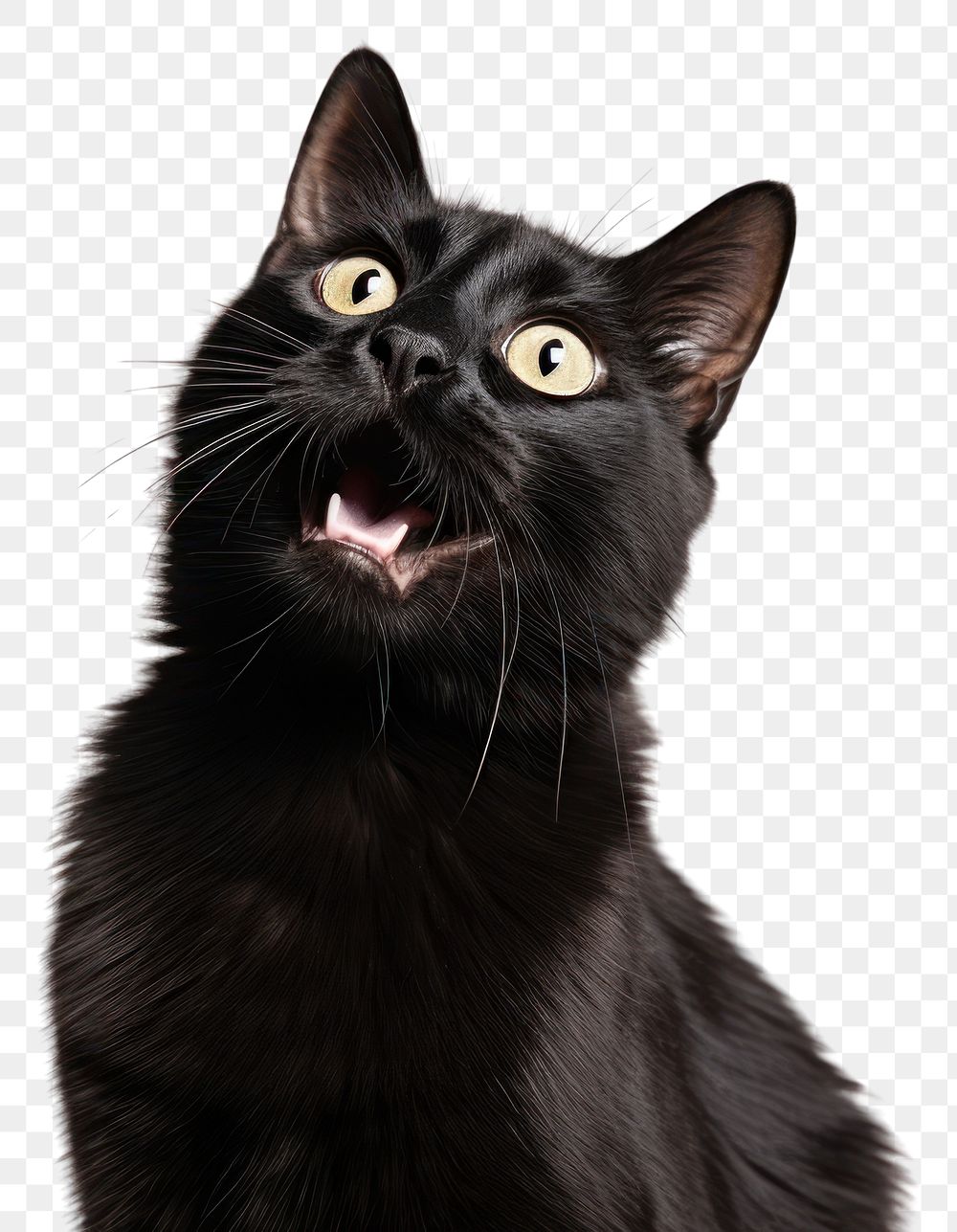 PNG Cat black cat animal | Premium PNG - rawpixel