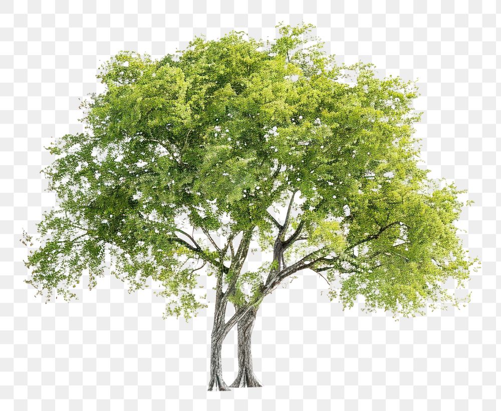 PNG Solitary tree serene landscape | Free PNG - rawpixel