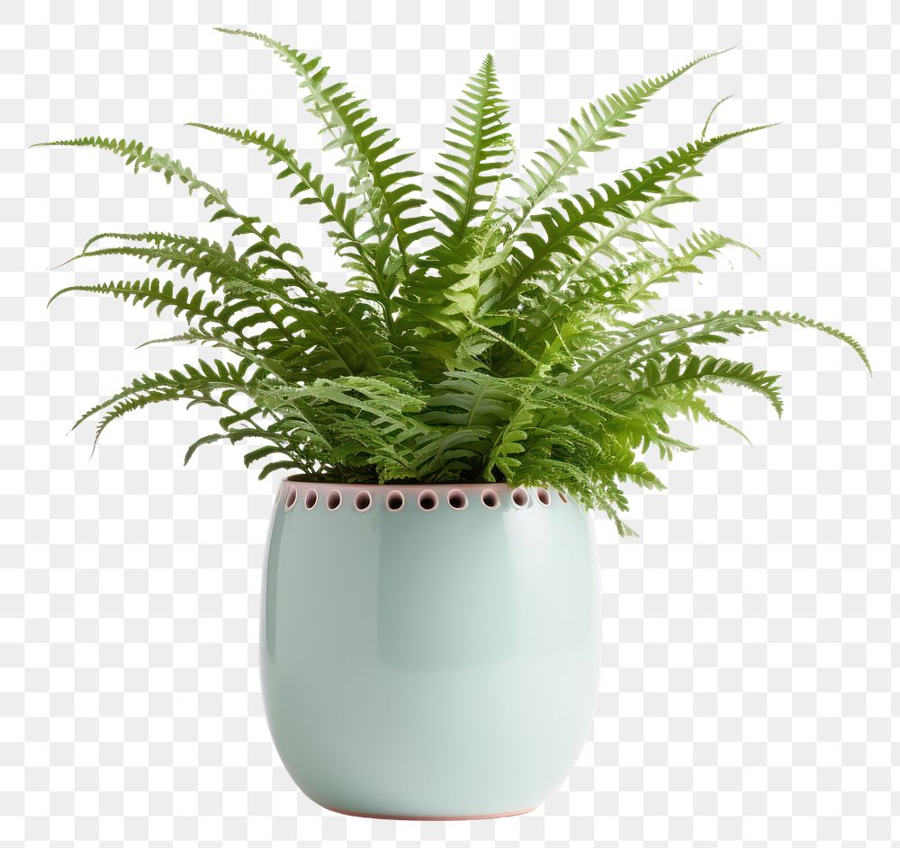 PNG Elegant potted fern plant | Free PNG - rawpixel
