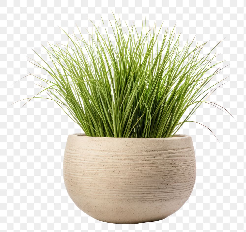 PNG Modern minimalist potted green | Free PNG - rawpixel