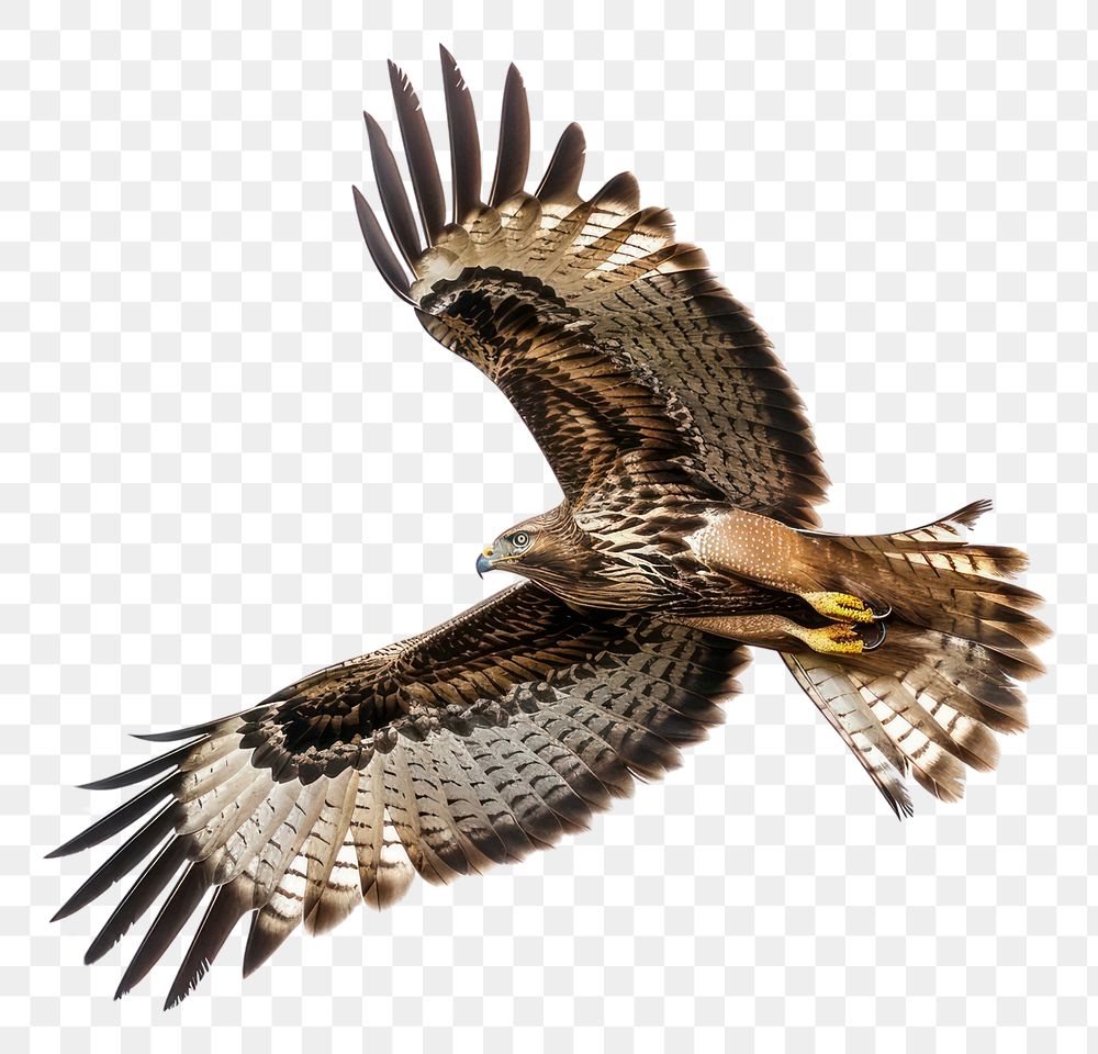 PNG Majestic bird soaring skyward | Free PNG - rawpixel PNG Majestic bird soaring skyward | Free PNG - rawpixel