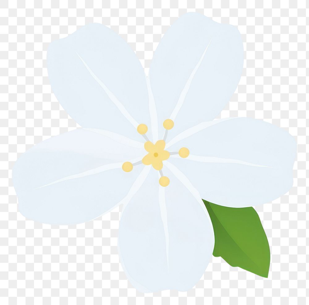 PNG Delicate white flower illustration | Free PNG - rawpixel