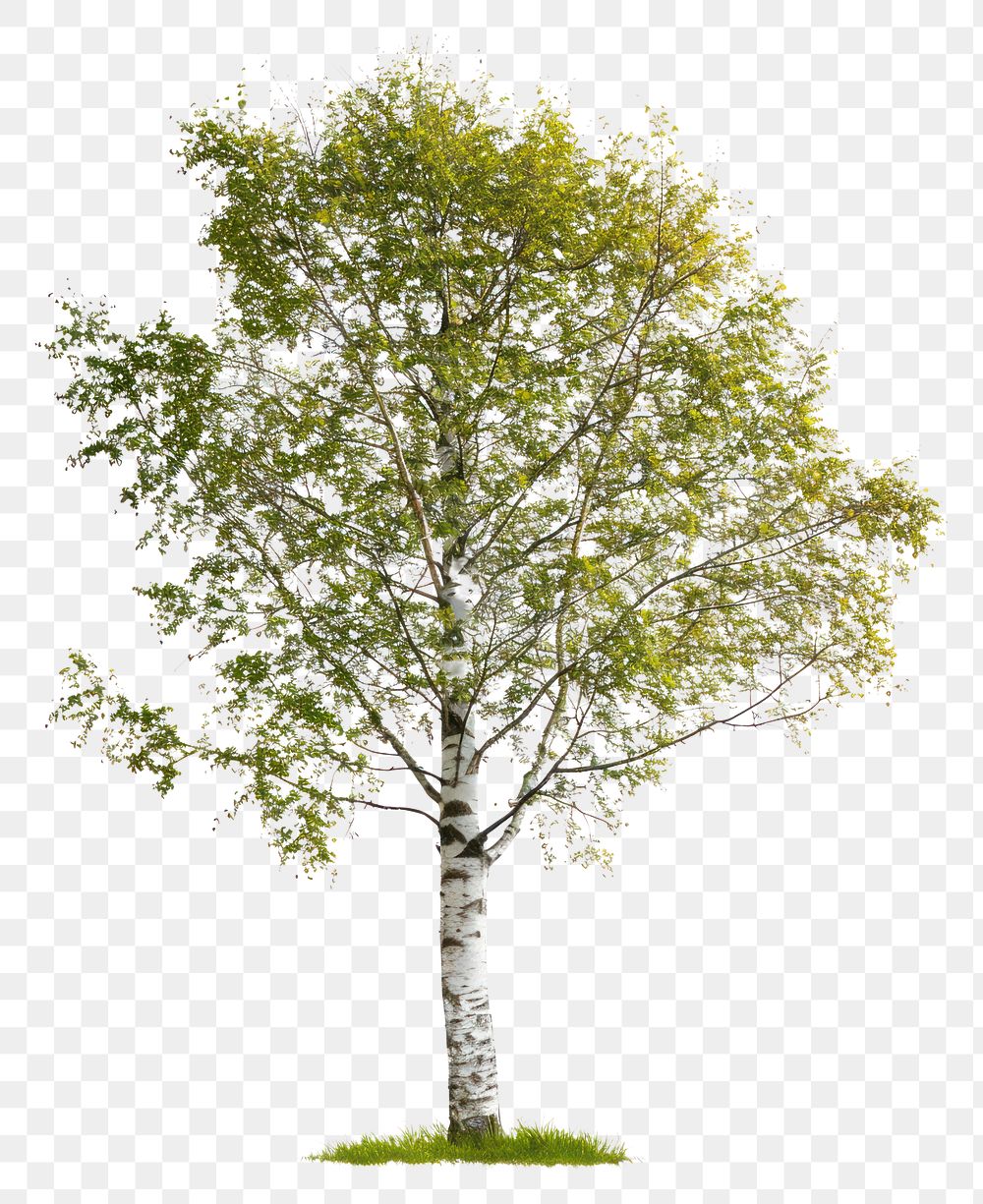 PNG Birch tree plant. | Free PNG - rawpixel