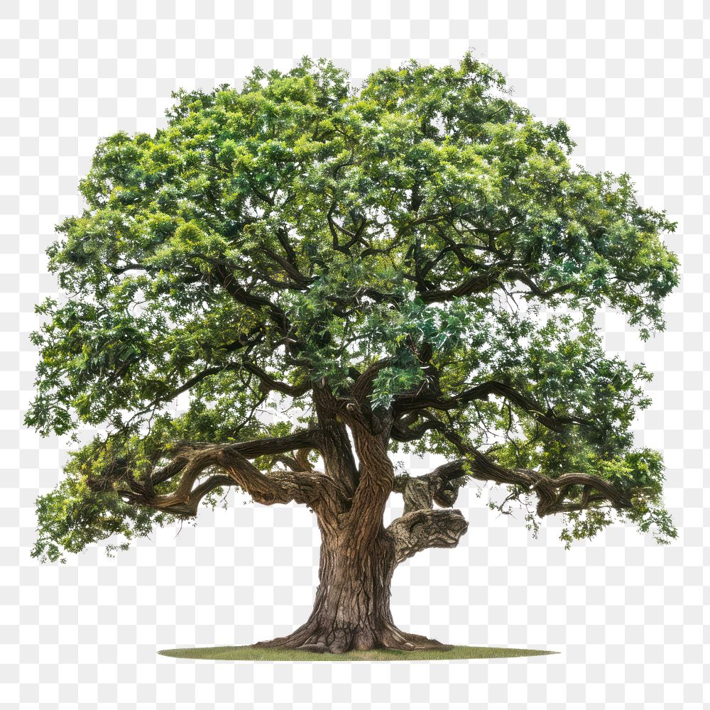 PNG Majestic oak tree illustration | Premium PNG - rawpixel