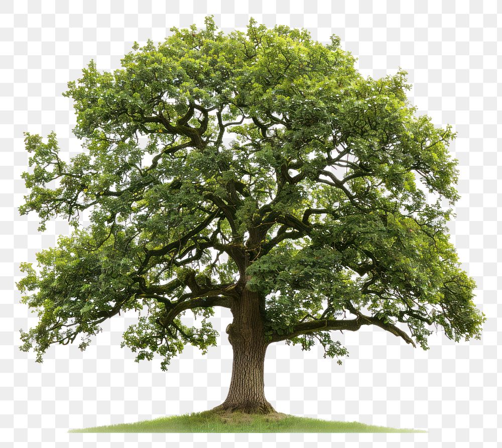 PNG Oak tree sycamore plant. | Premium PNG - rawpixel