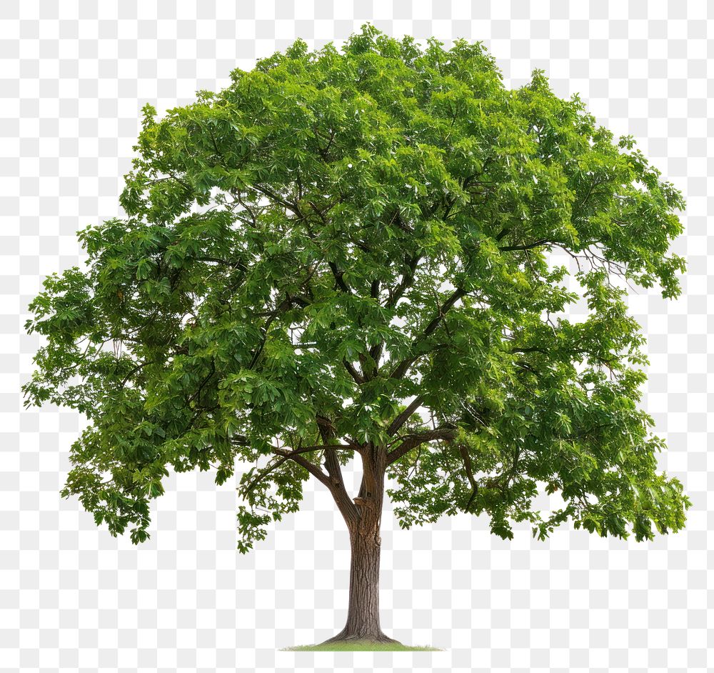 PNG Walnut tree sycamore plant | Premium PNG - rawpixel
