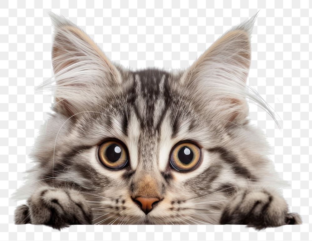PNG Adorable kitten peeking curiously | Free PNG - rawpixel