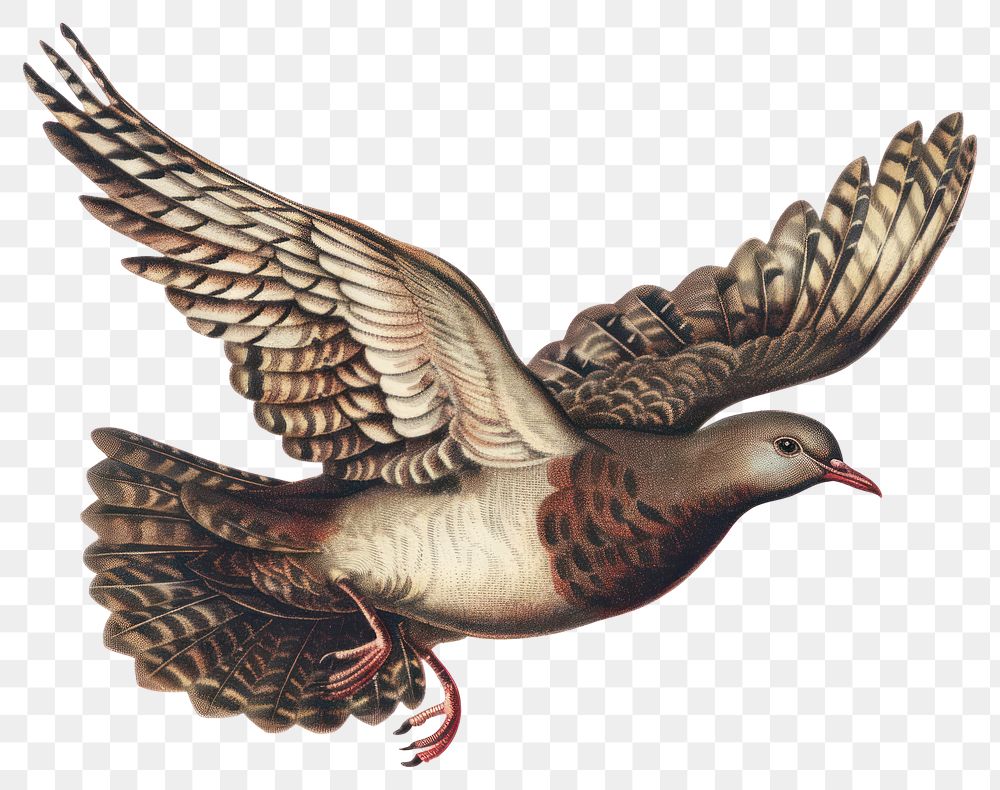 Dove Collage PNG Images | Free Photos, PNG Stickers, Wallpapers ...