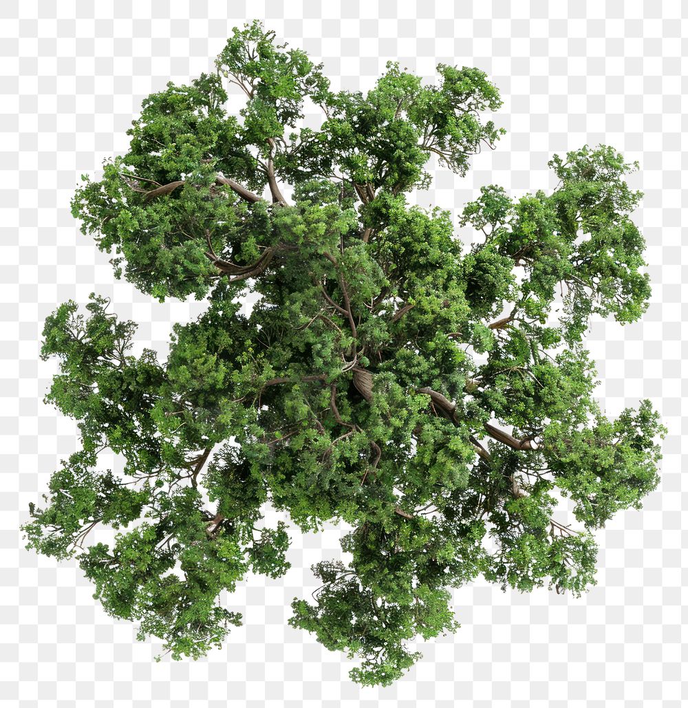 PNG Lush green tree top | Premium PNG - rawpixel