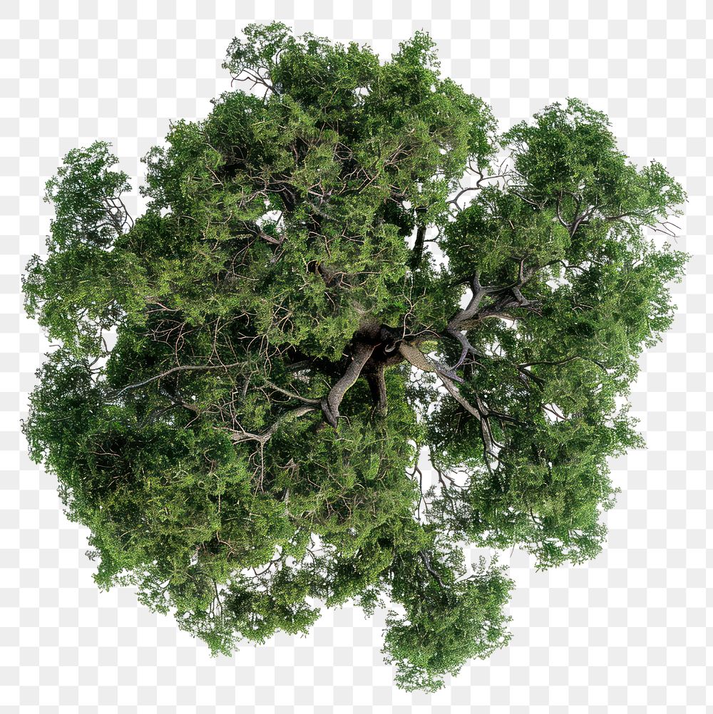 PNG Lush green tree top | Premium PNG - rawpixel