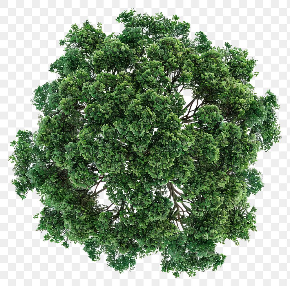PNG Lush green tree top | Premium PNG - rawpixel