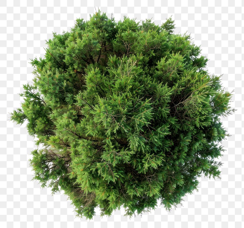 PNG Lush green tree top | Premium PNG - rawpixel