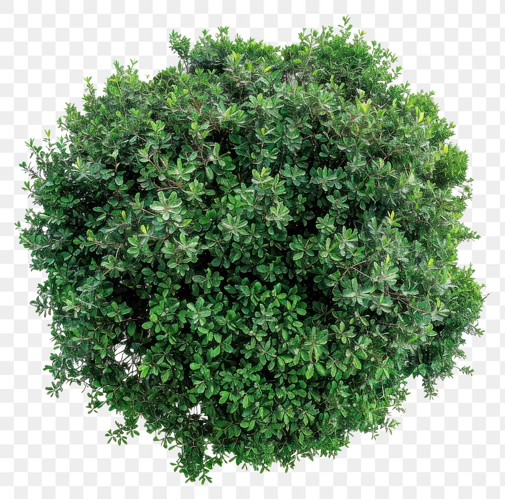 PNG Lush green spherical bush | Premium PNG - rawpixel