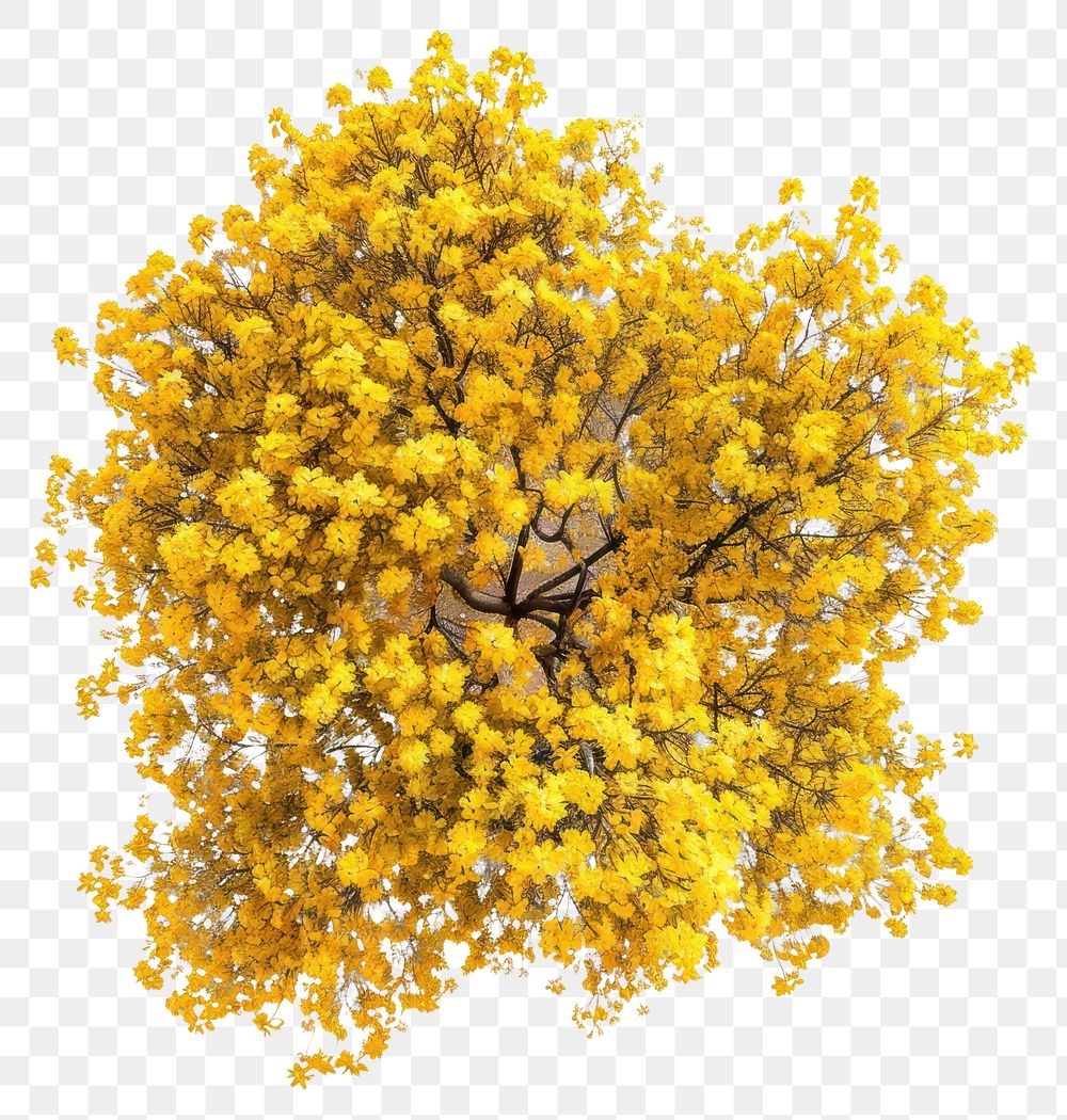 PNG Vibrant yellow flowering tree | Premium PNG - rawpixel